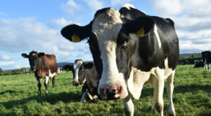 Clare Farm Rep Urging Farmers To Ensure Animals Have Water And Shelter ...