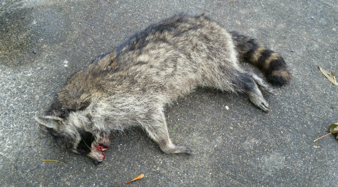 Dead Raccoon Recovered In North Clare - Clare FM