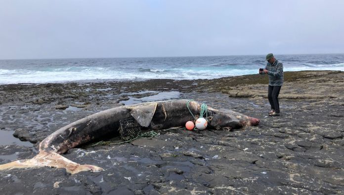 Sightings Of Stranded Sharks Predicted To Become More Common In Clare ...