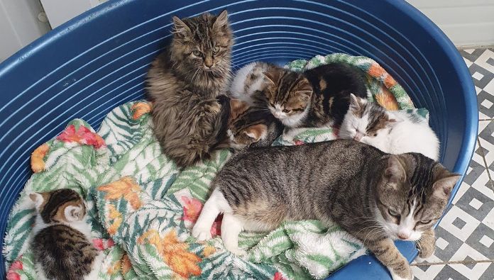 Cat Sanctuary Owner Praises Actions Of Clare Gardaí For Vital ...