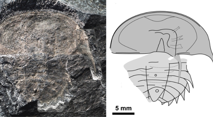 Burren Geopark "Punching Well Above Its Weight" As 300 Million Year-Old ...