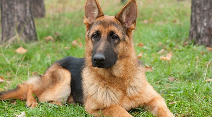 Clare Dog Attack Prompts Warning To Owners Of Dangerous Breeds - Clare FM